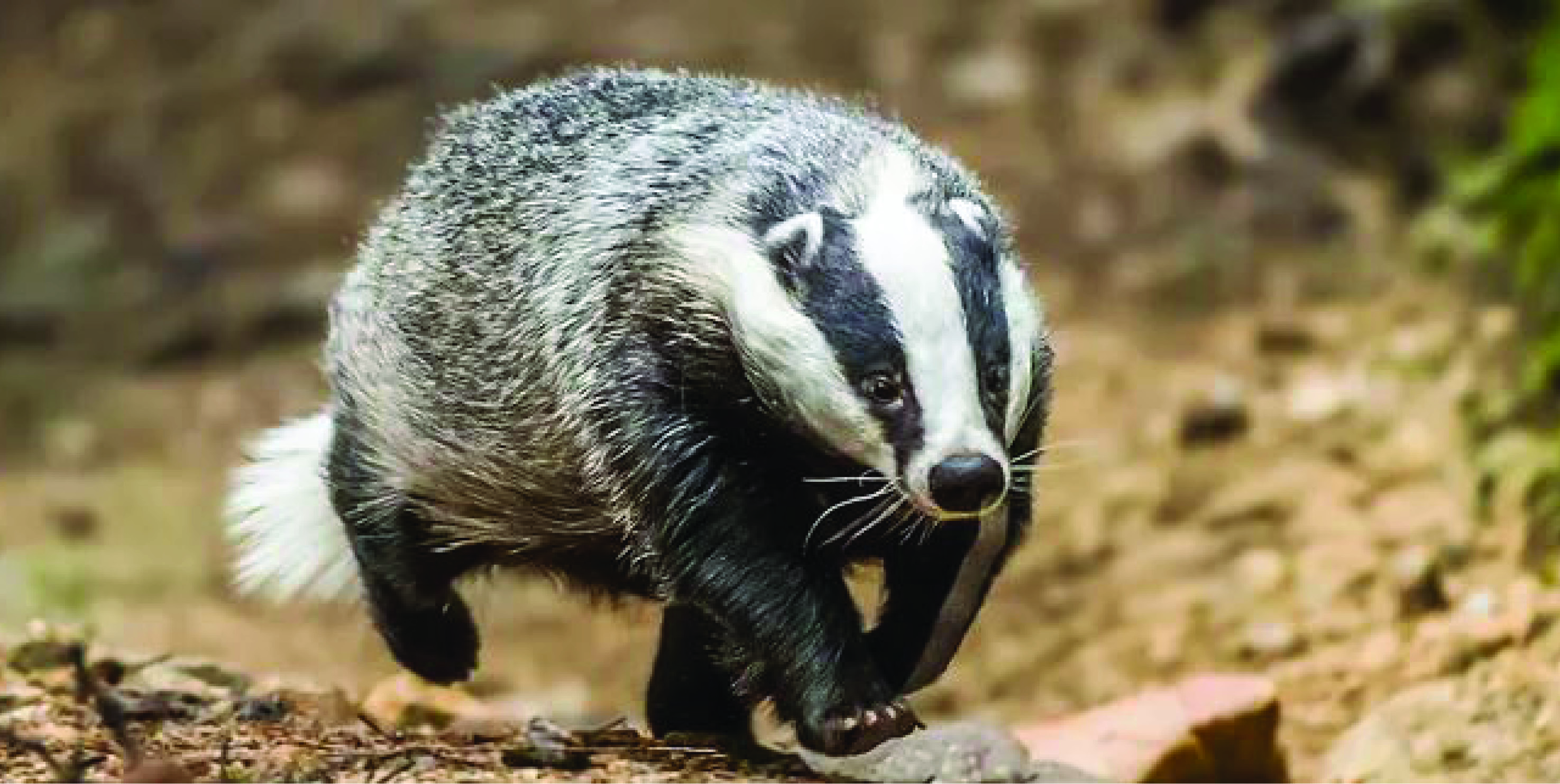 Devon Badger Group – 24/7 helpline 07850 604585